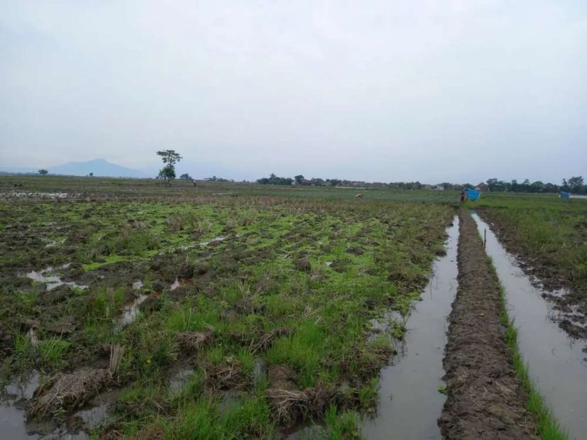 dijual tanah sawah produktif Ciheulang Ciparay ls 21692 m2 dijual tanah sawah produktif Ciheulang Ciparay ls 21692 m2