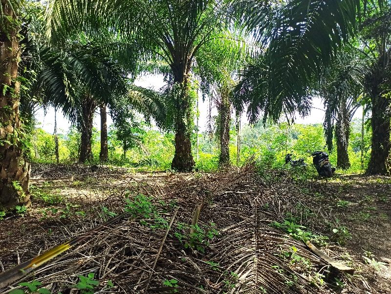 Dijual lahan sawit lokasi strategis Dijual lahan sawit lokasi strategis