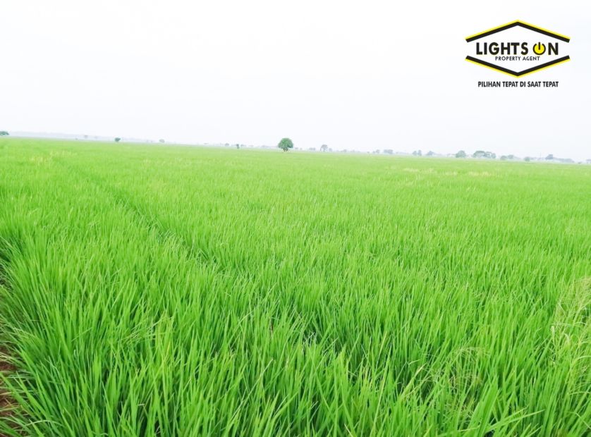 DIJUAL TANAH SAWAH PRODUKTIF DIKOTA JOMBANG DIJUAL TANAH SAWAH PRODUKTIF DIKOTA JOMBANG