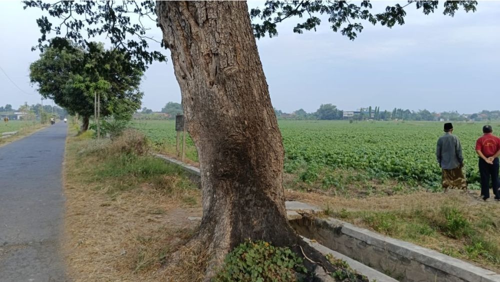 DIJUAL TANAH SAWAH PRODUKTIF BU DIJUAL TANAH SAWAH PRODUKTIF BU
